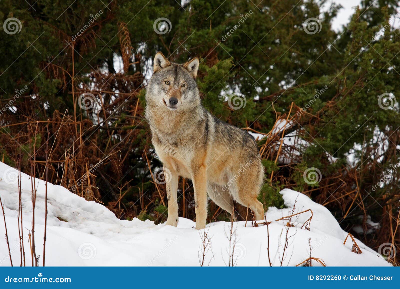 Wolf in the snow stock photo. Image of european, timber - 8292260