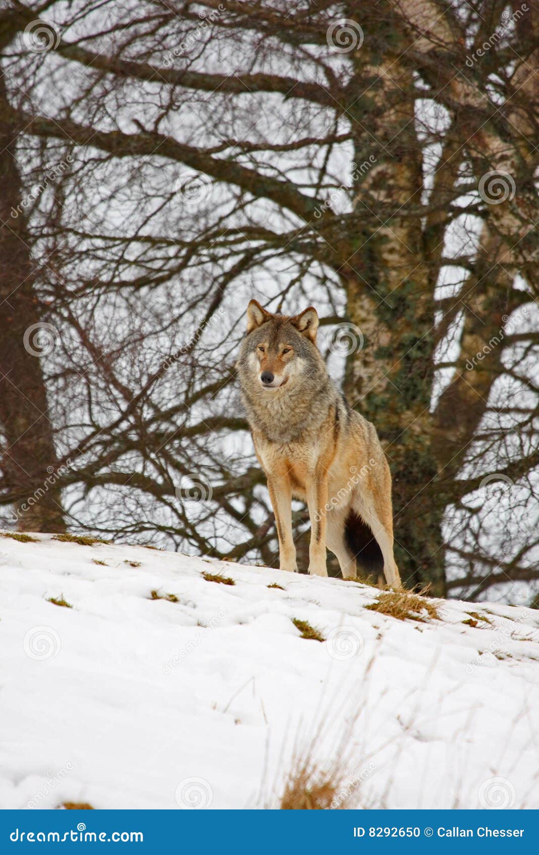 Wolf in the snow stock photo. Image of undomesticated - 8292650