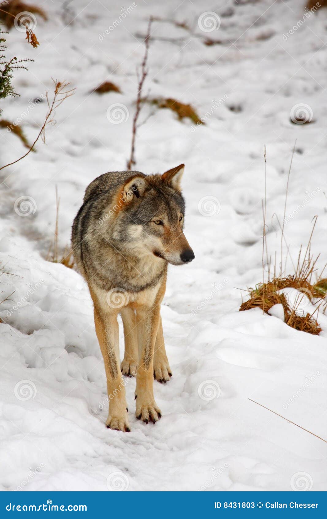 Wolf in the snow stock image. Image of prey, predator - 8431803