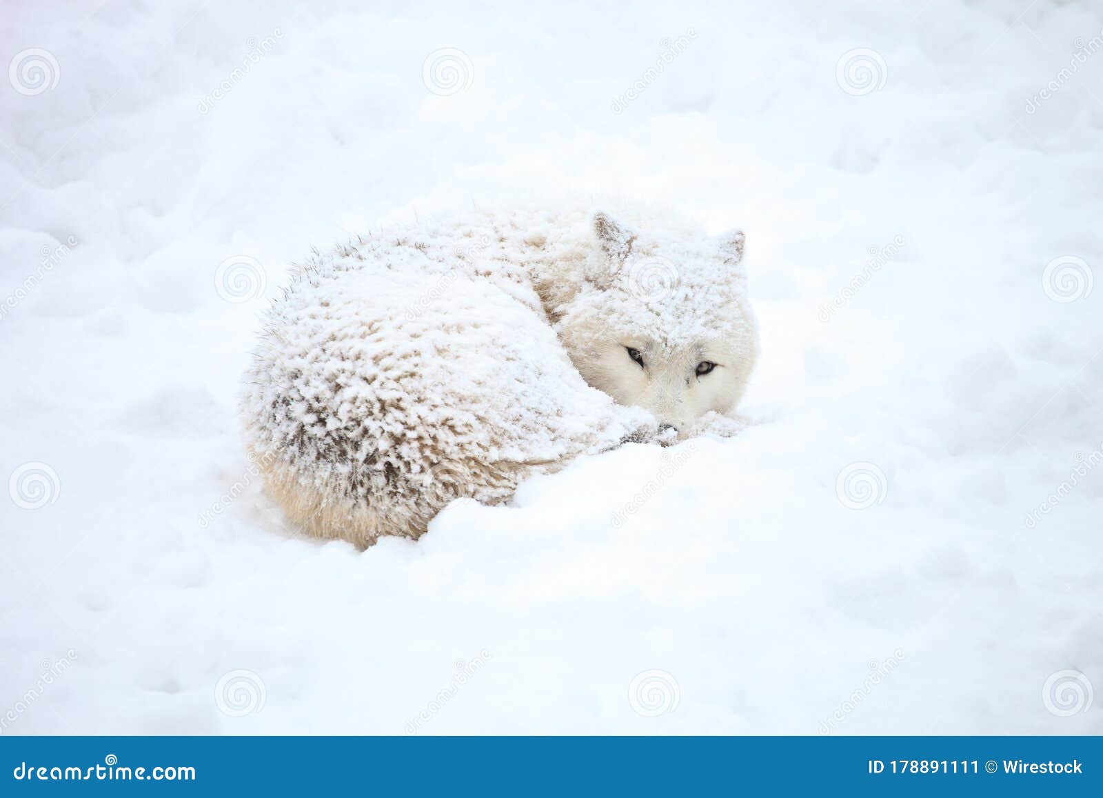 Wolf in snow stock image. Image of snow, japan, open - 178891111