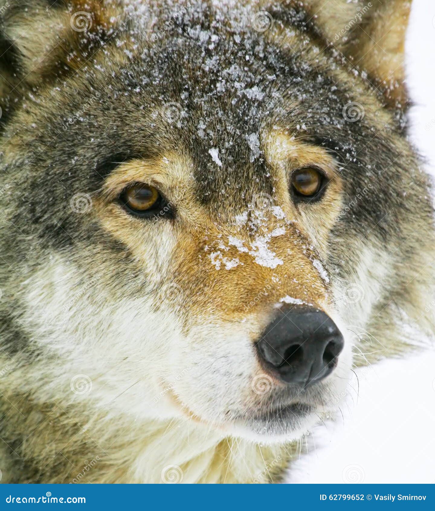 Wolf stock photo. Image of depressed, nature, pride, canine - 62799652