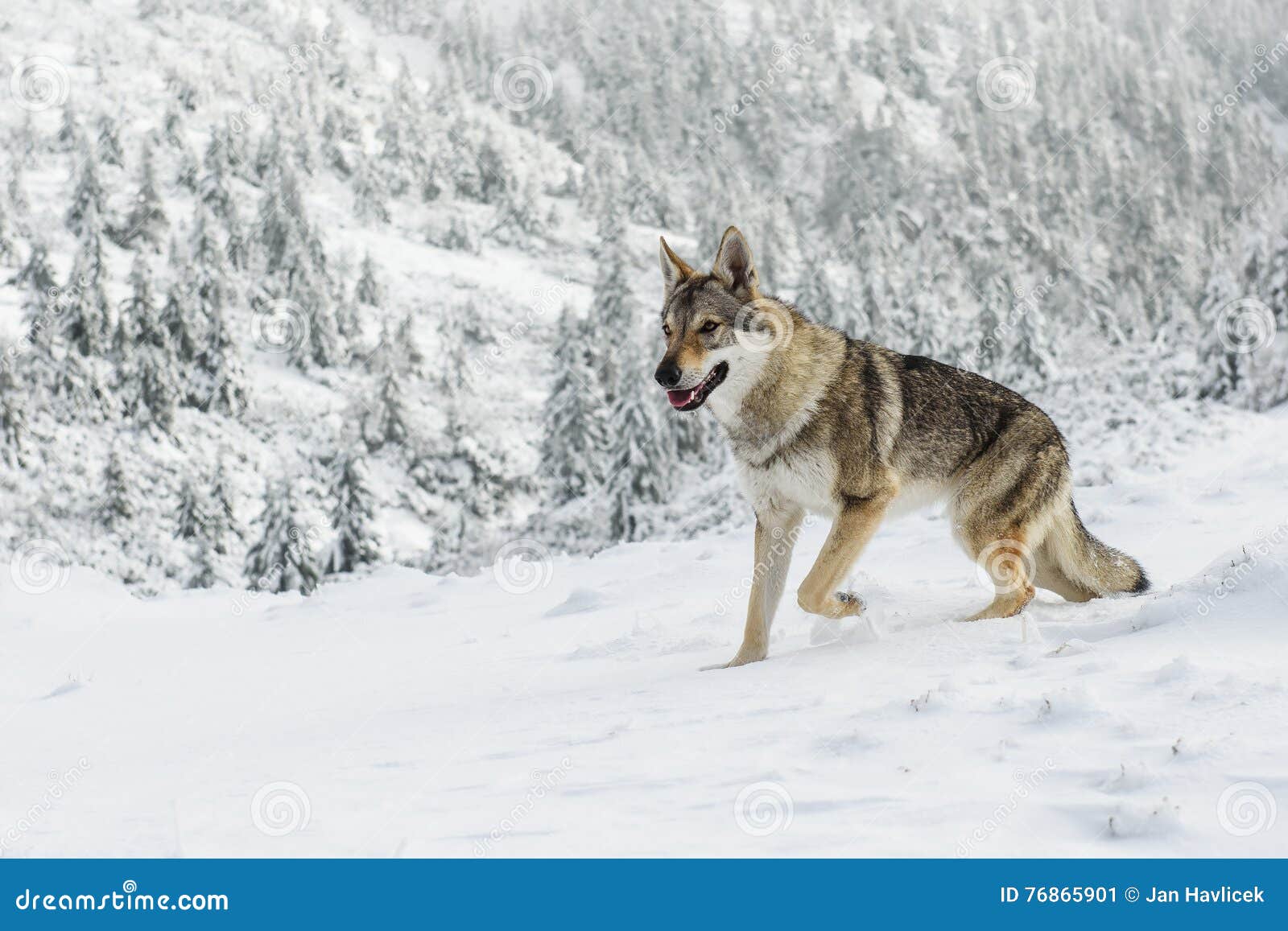Wolf in the snow stock image. Image of forest, cold, lupus - 76865901
