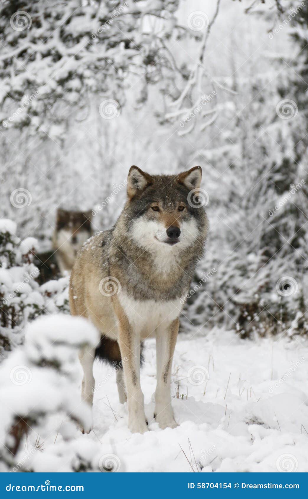 Wolf in snow stock photo. Image of animals, snowy, wolfs - 58704154