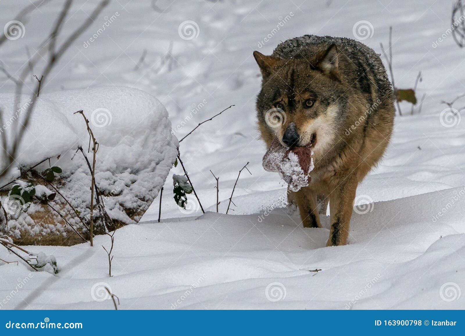 Grey Wolf in the Snow Eating Meat Stock Photo - Image of white, grey ...