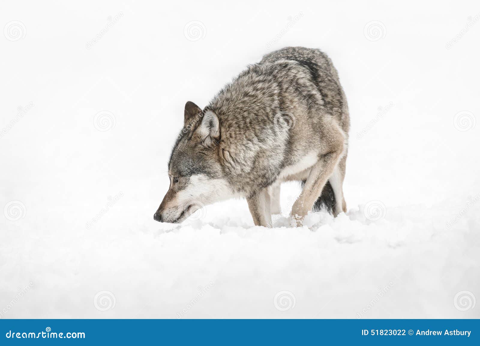 Wolf stock photo. Image of lone, relentless, animal, mammal - 51823022