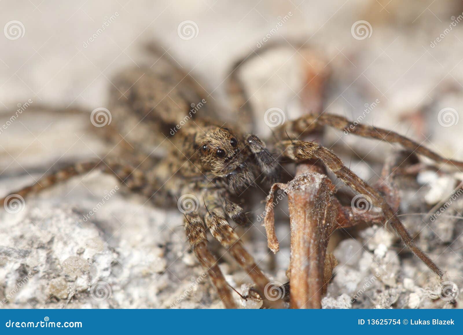 248 Spider Hunters Photos - Free & Royalty-Free Stock Photos from ...