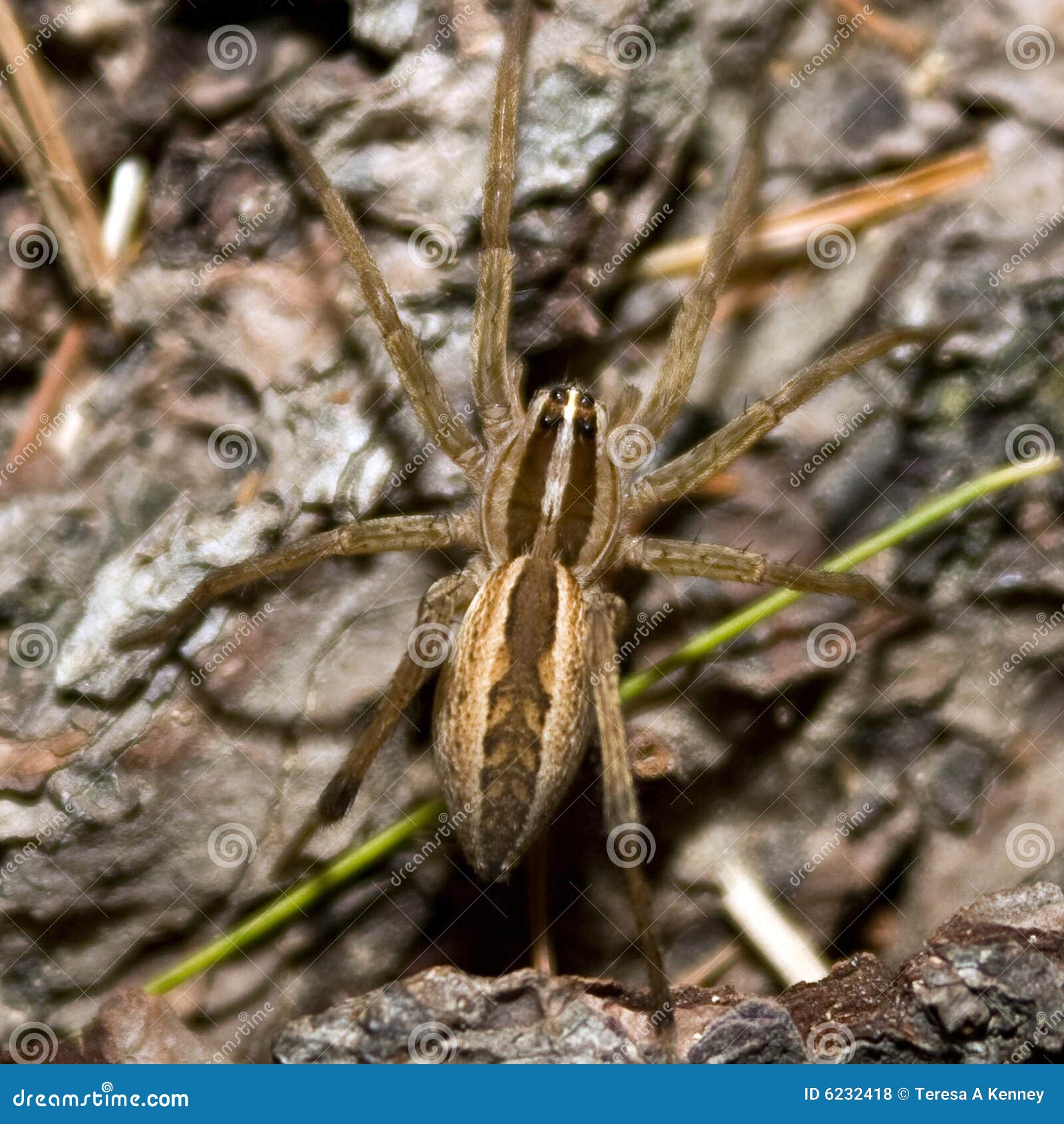 Wolf Spider stock photo. Image of poisonous, northern - 6232418