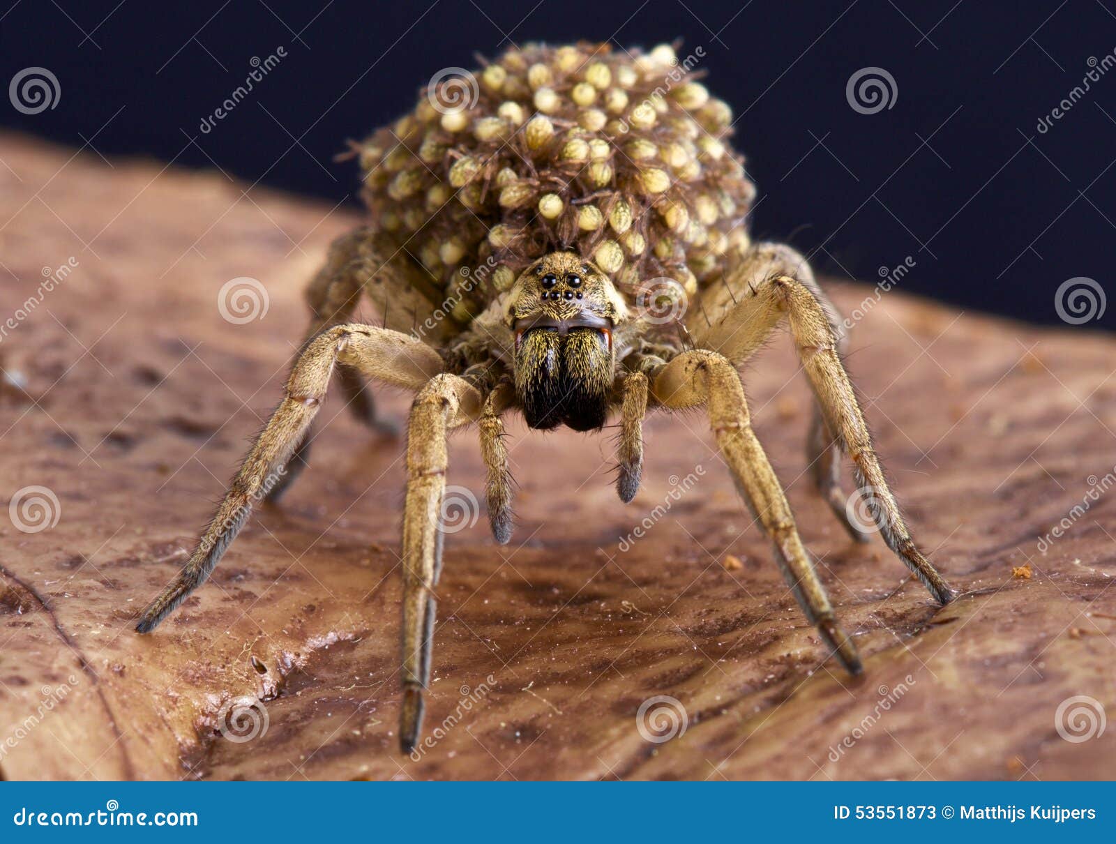Wolf spider with babies stock image. Image of spider - 53551873