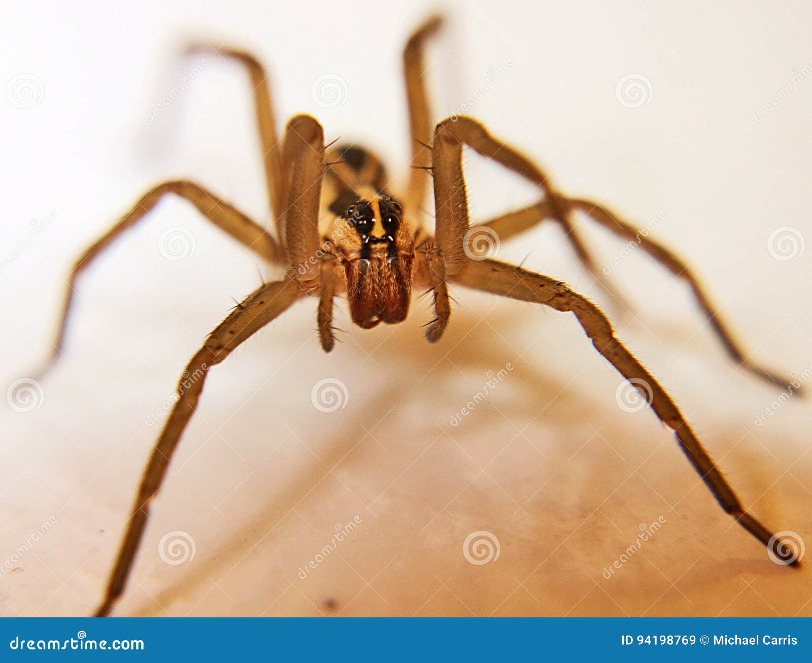 Wolf Spider stock image. Image of wolf, macro, insects - 94198769