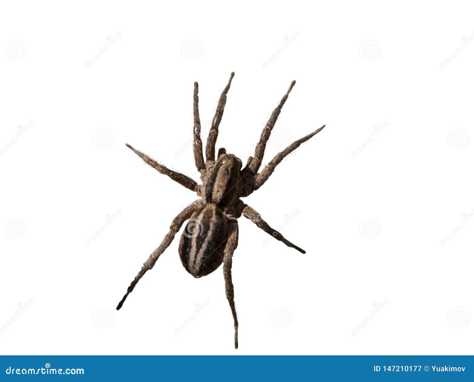 Wolf Spider Close Up View Isolated Stock Image - Image of close, macro ...