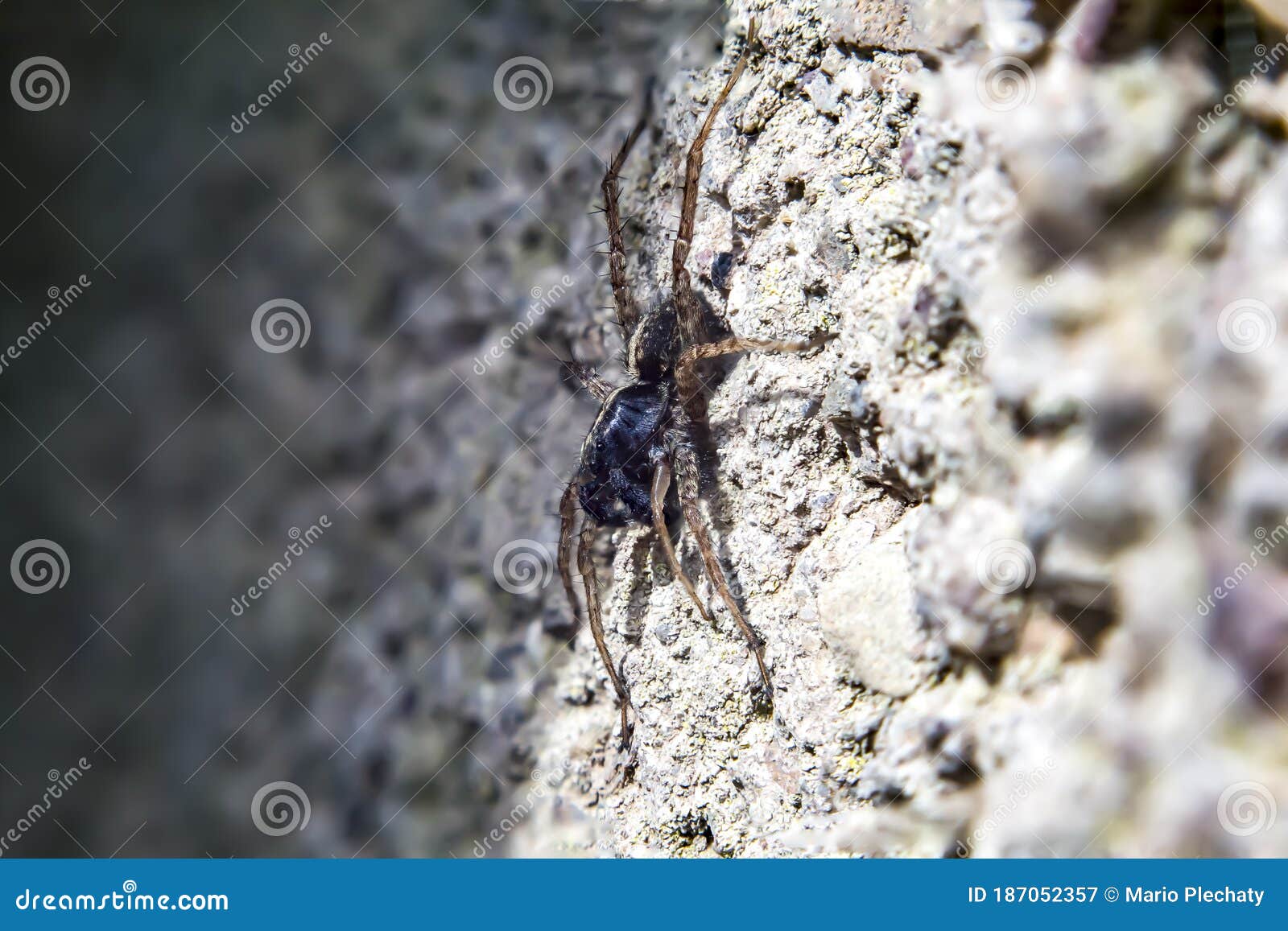Spider. Close Up Camel Spider Isolated On Green Background. Also Known ...