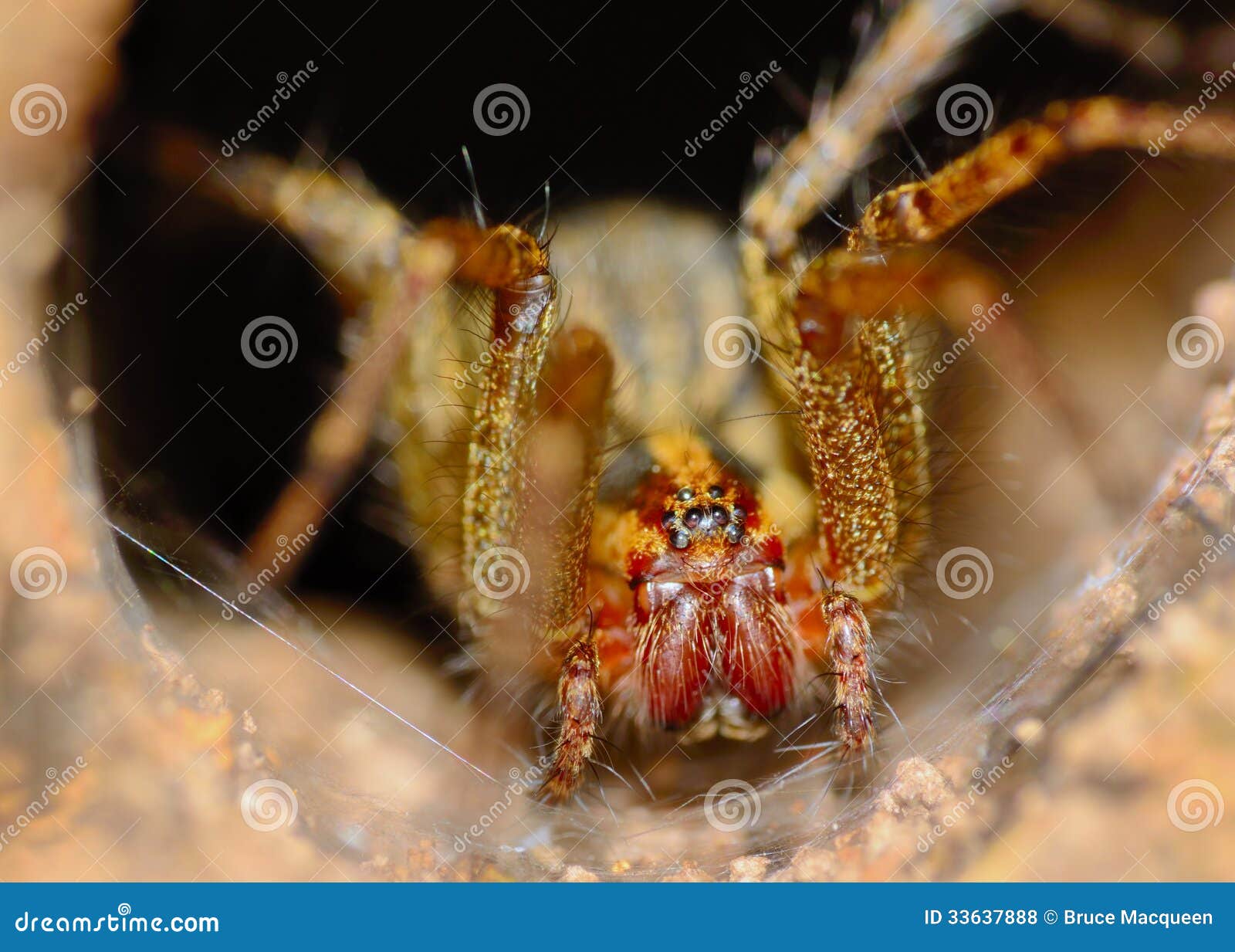 Wolf Spider stock photo. Image of stalker, hunting, predator - 33637888