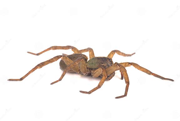 Wolf Spider Dead stock image. Image of arachnid, dangerous - 29266033