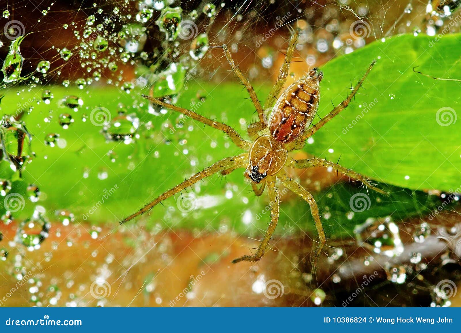 Wolf spider and dew stock photo. Image of creature, nature - 10386824