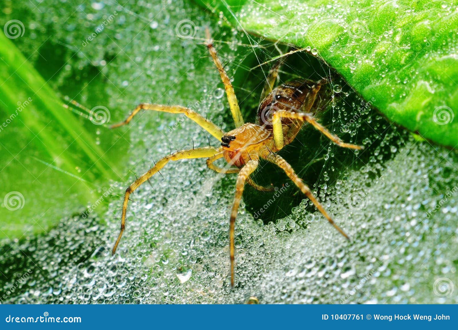 101 Wolf Spider Dew Stock Photos - Free & Royalty-Free Stock Photos ...
