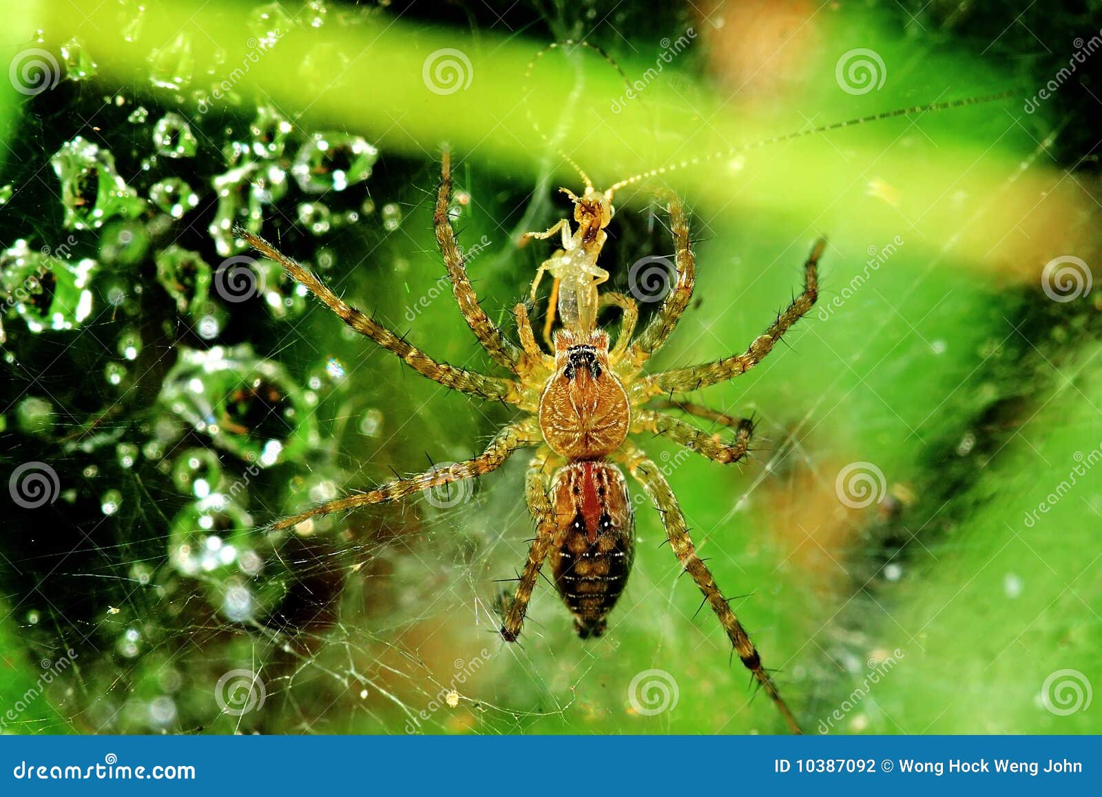 Wolf Spider Eating an Insect in the Park Stock Photo - Image of prey ...