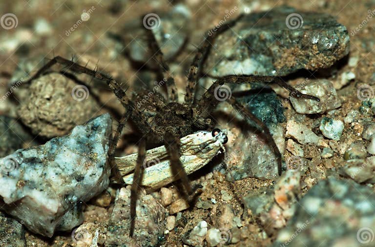 Wolf spider eating a moth stock image. Image of prey - 24359203