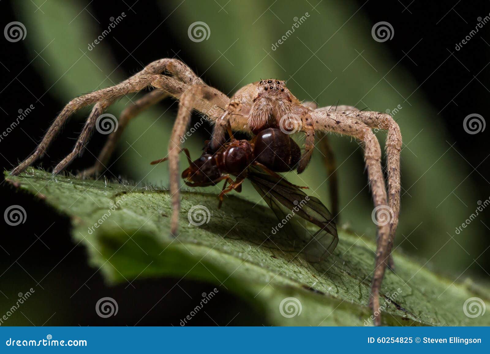 Wolf Spider Eats Red Ant on Green Leaf Stock Image - Image of antennae ...