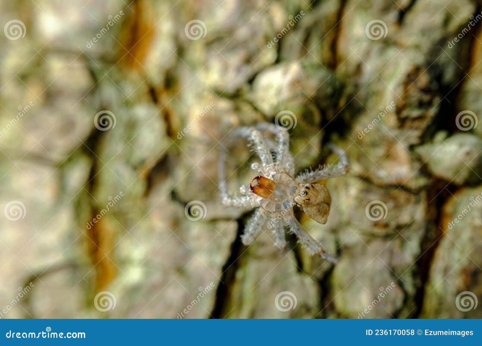 Wolf Spider Exoskeleton stock photo. Image of bark, life - 236170058