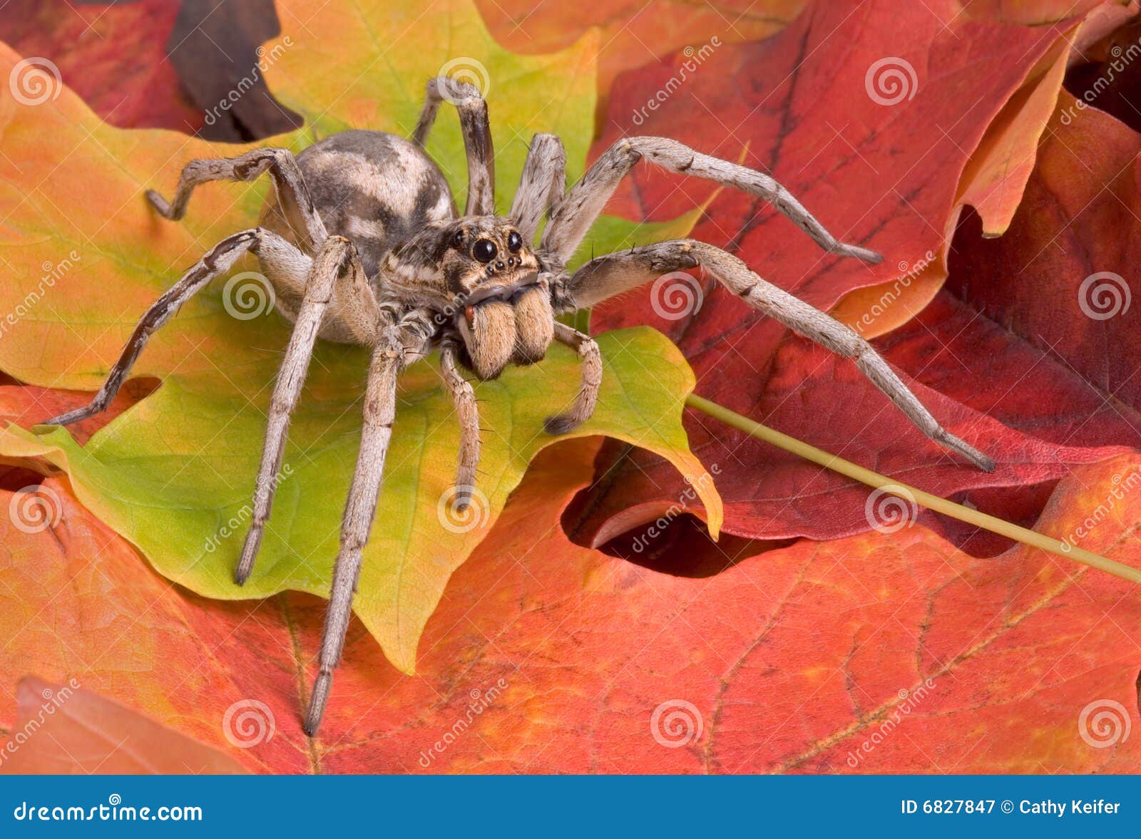 Wolf Spider Exoskeleton Stock Photography | CartoonDealer.com #236170058