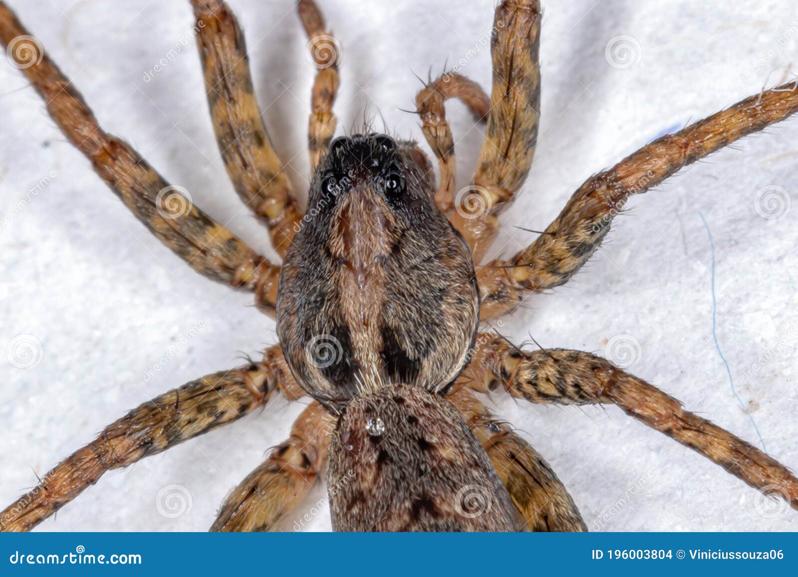 Wolf Spider stock photo. Image of brown, arthropod, eyes - 196003804