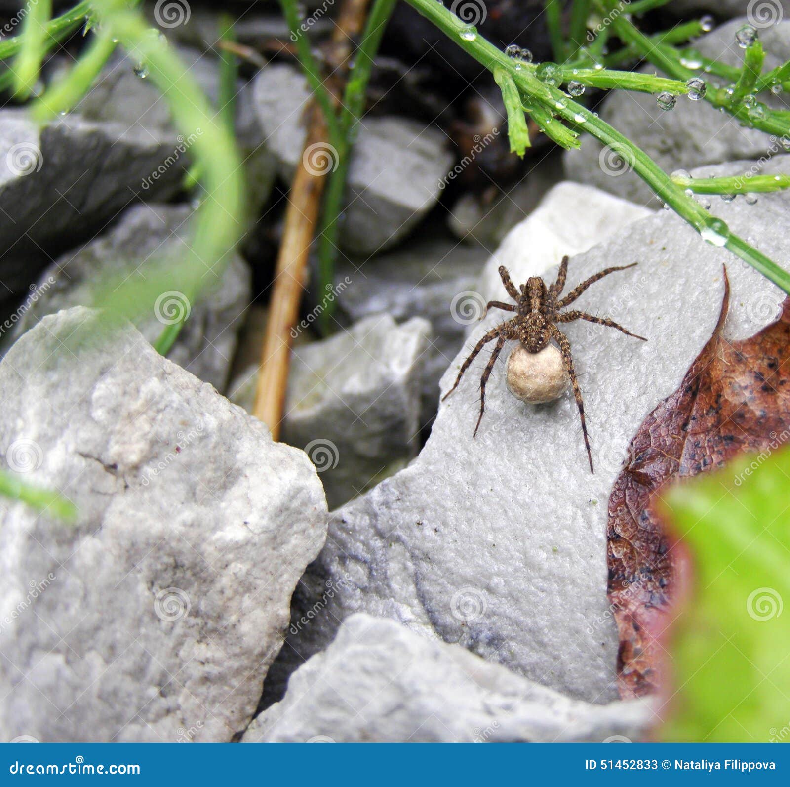 Wolf spider stock image. Image of hunter, grey, plant - 51452833