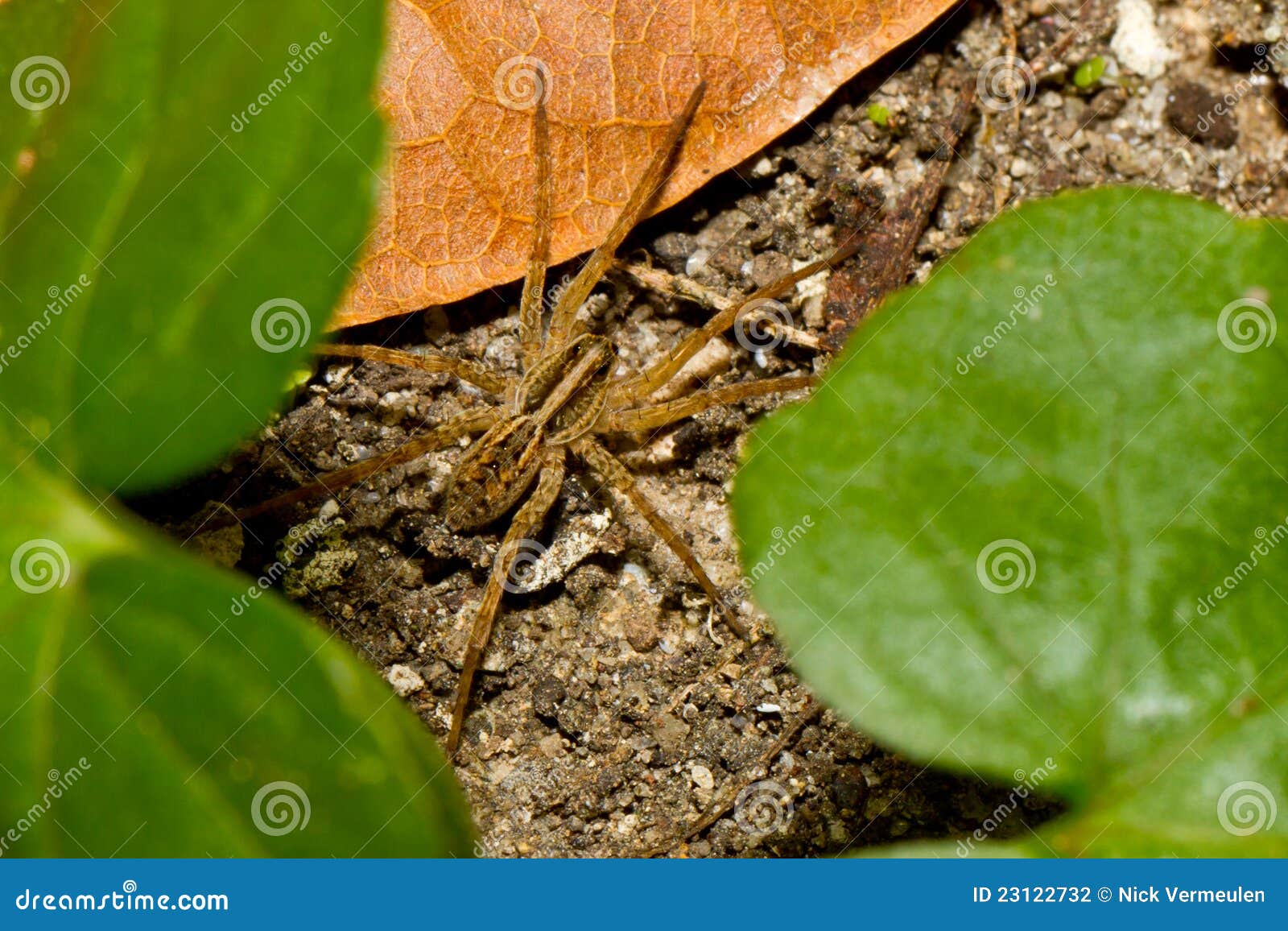 Wolf Spider Hiding between Leafs in the Jungle. Stock Photo - Image of ...