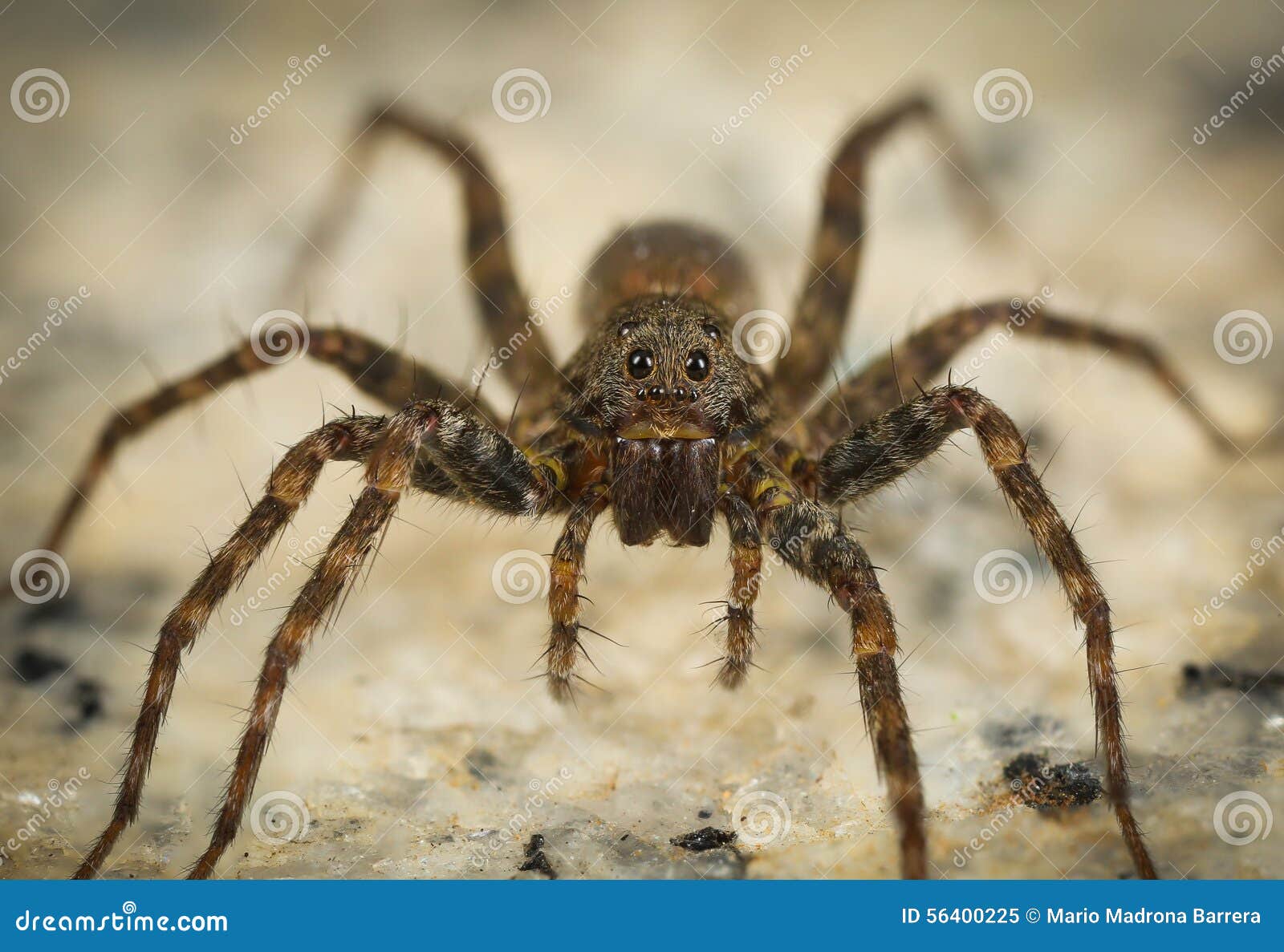 Wolf spider stock image. Image of monster, muscular, arachnid - 56400225