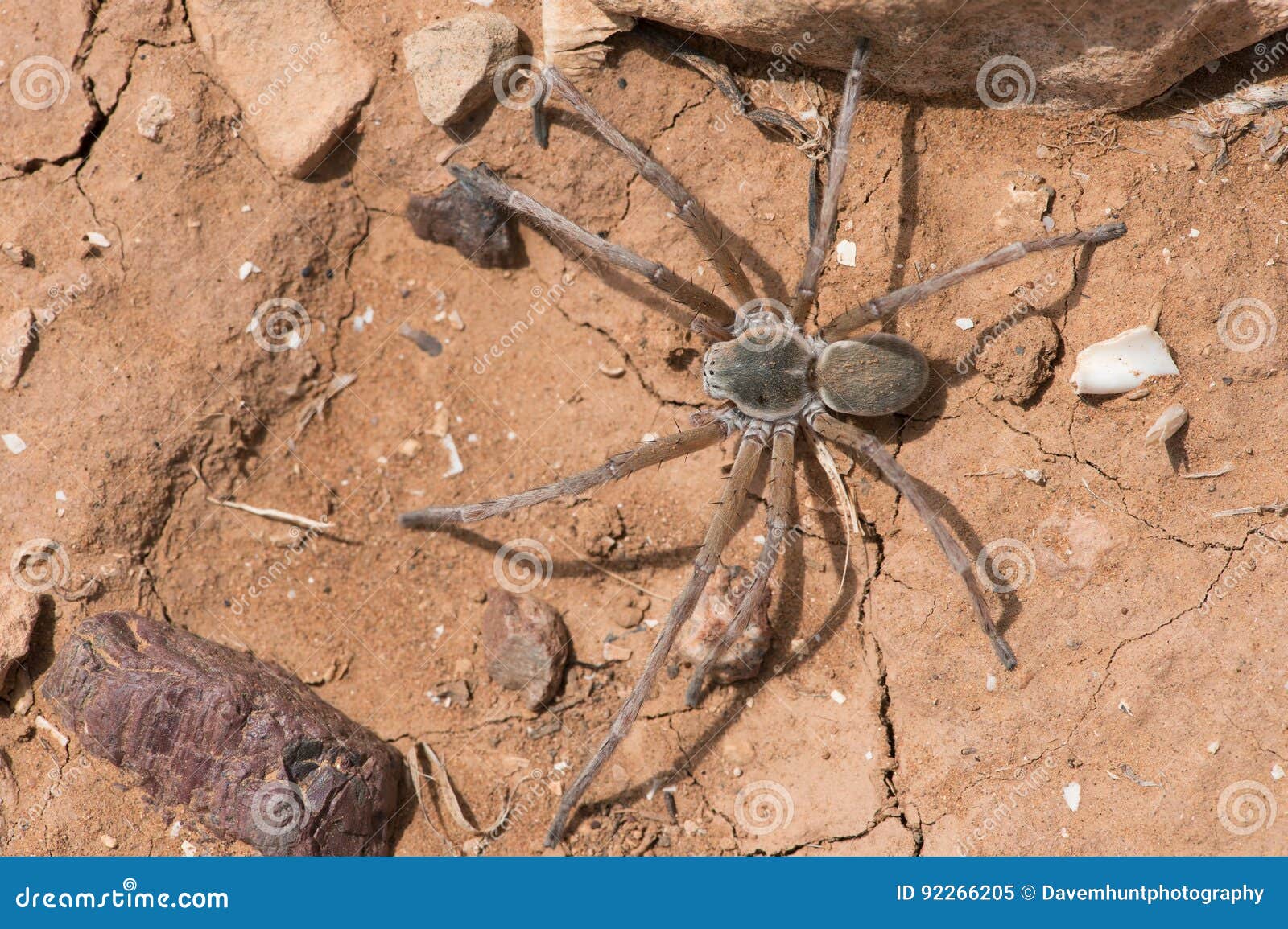 Wolf Spider Lycosidae stock image. Image of arthropod - 92266205