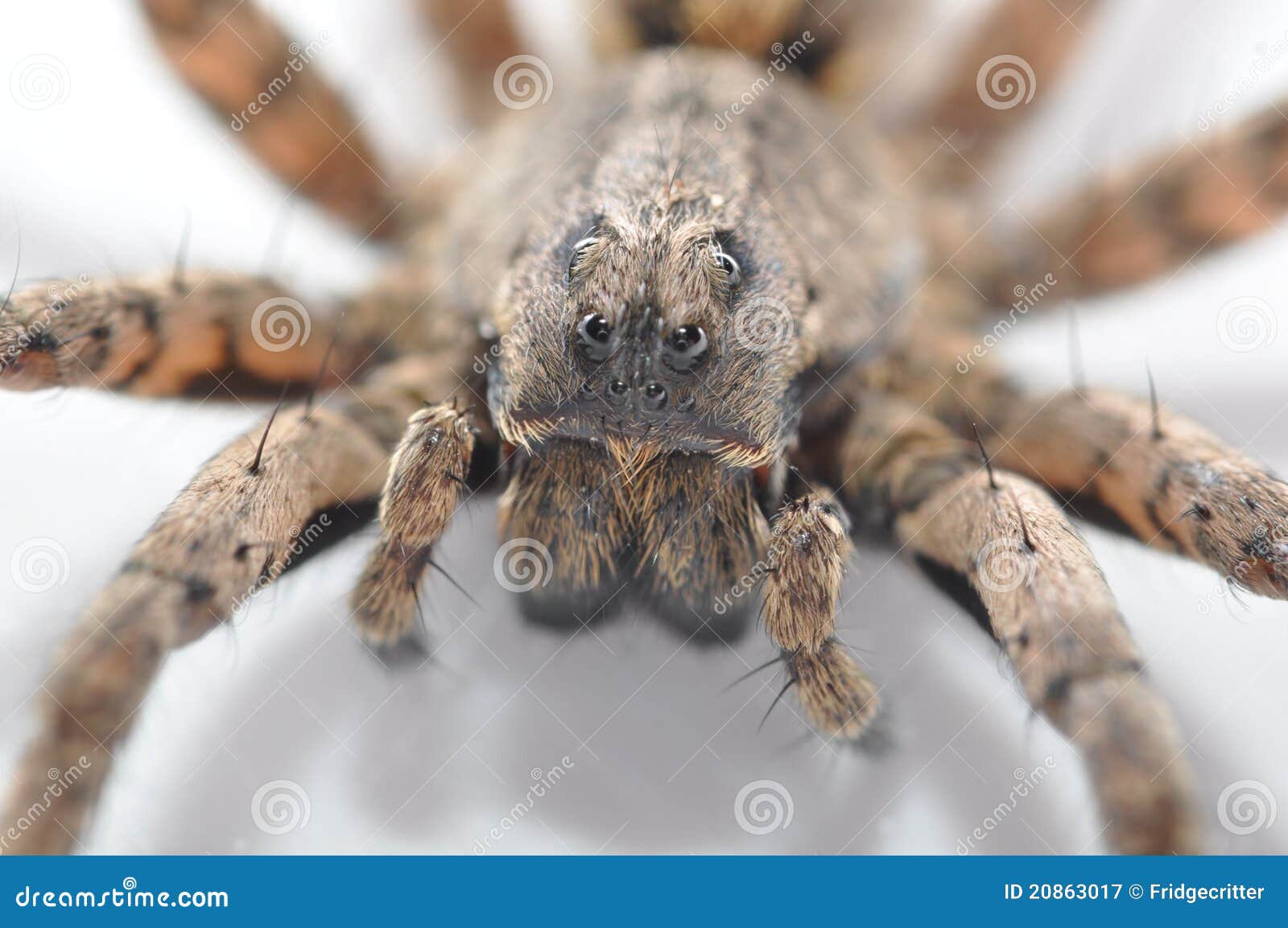 Wolf Spider Macro Royalty Free Stock Photography - Image: 20863017