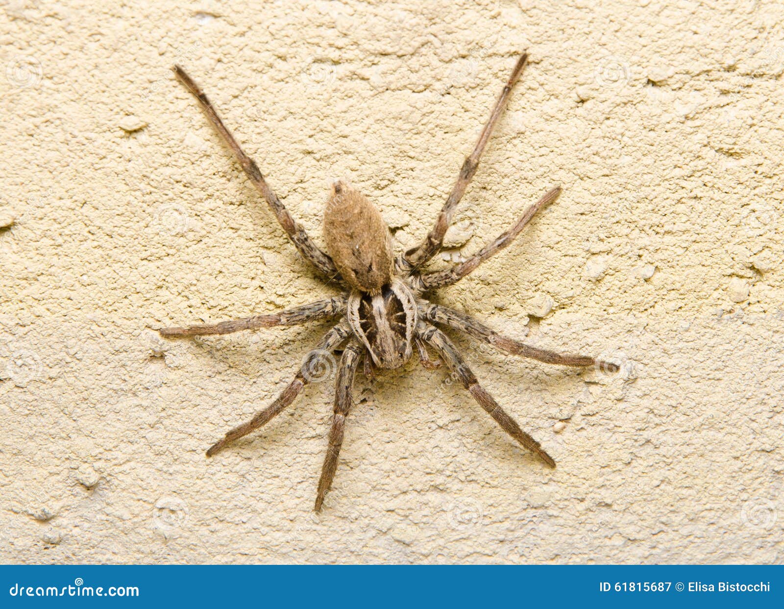 Wolf spider stock image. Image of spidery, spider, italian - 61815687