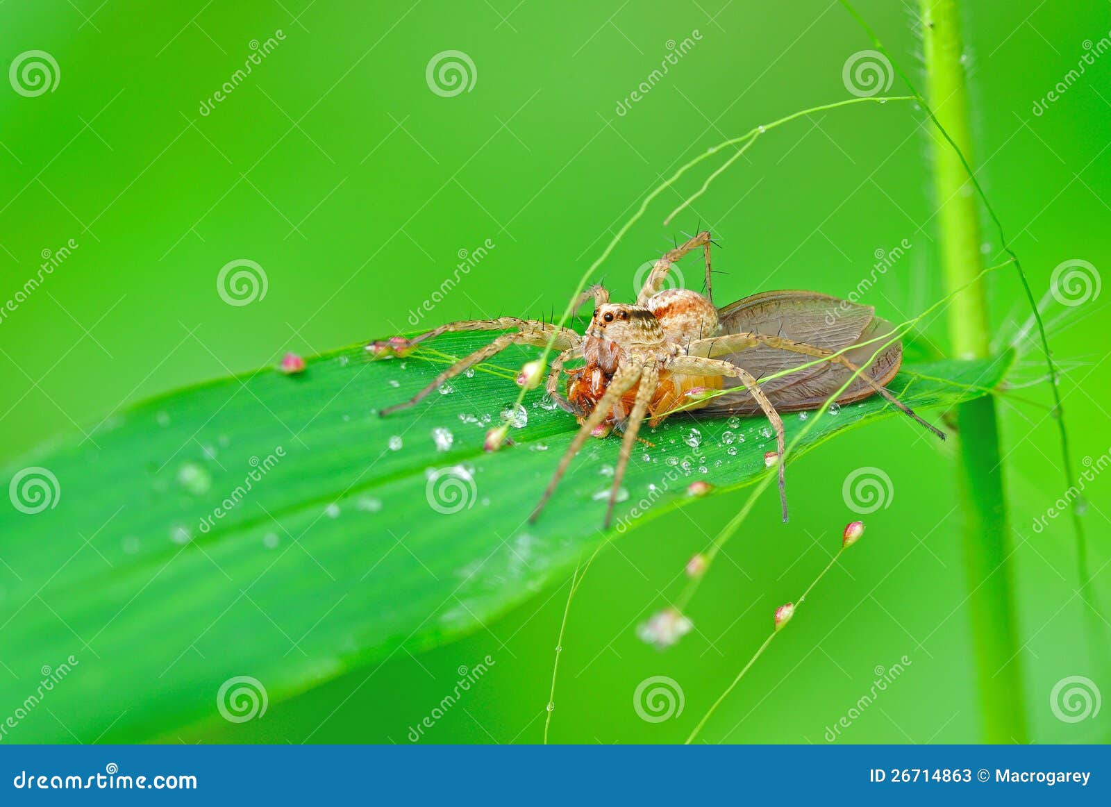 Wolf spider with prey stock image. Image of closeup, macro - 26714863