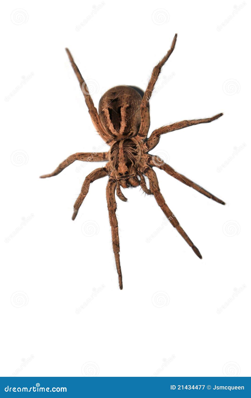 A Wolf Spider Ready To Pounce. Stock Image - Image of wolf, poison ...