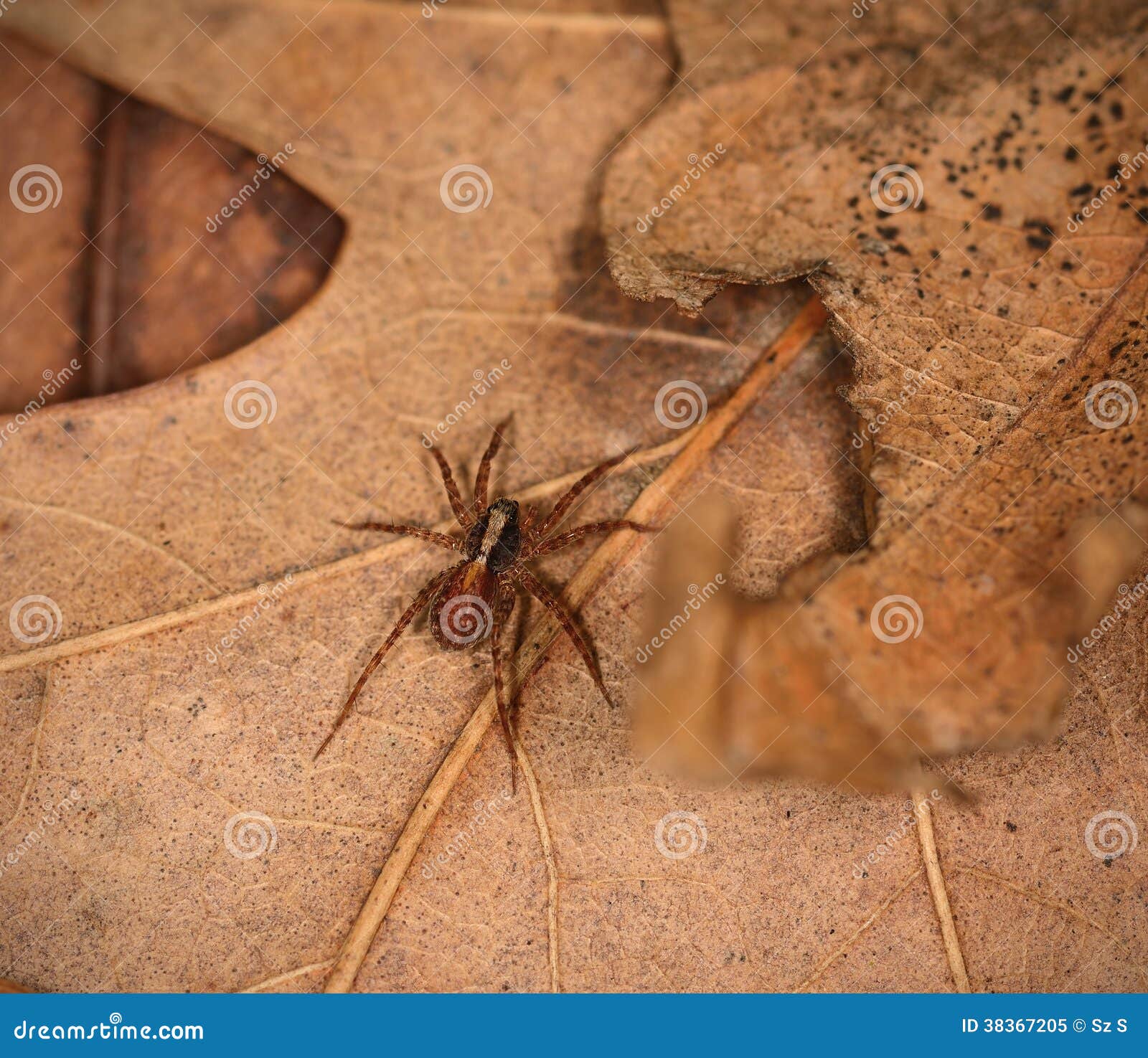 Wolf spider resting stock image. Image of evolution, leaves - 38367205