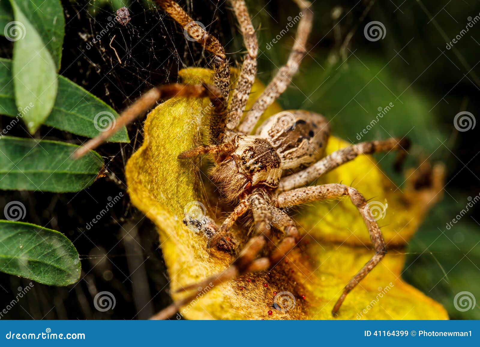 Wolf spider is resting stock image. Image of hunt, life - 41164399