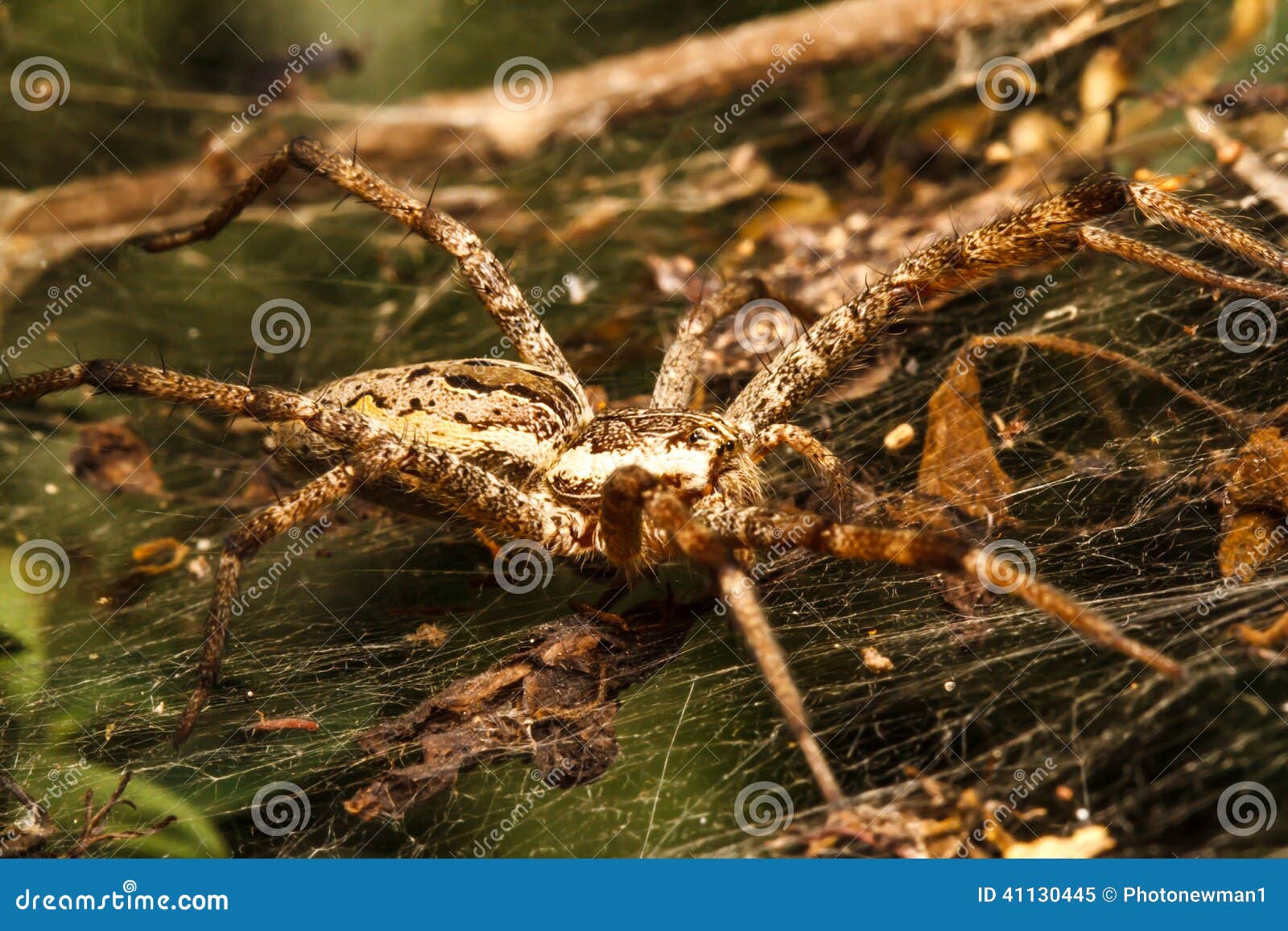 Wolf Spider is Resting on the Net Stock Image - Image of flora, detail ...
