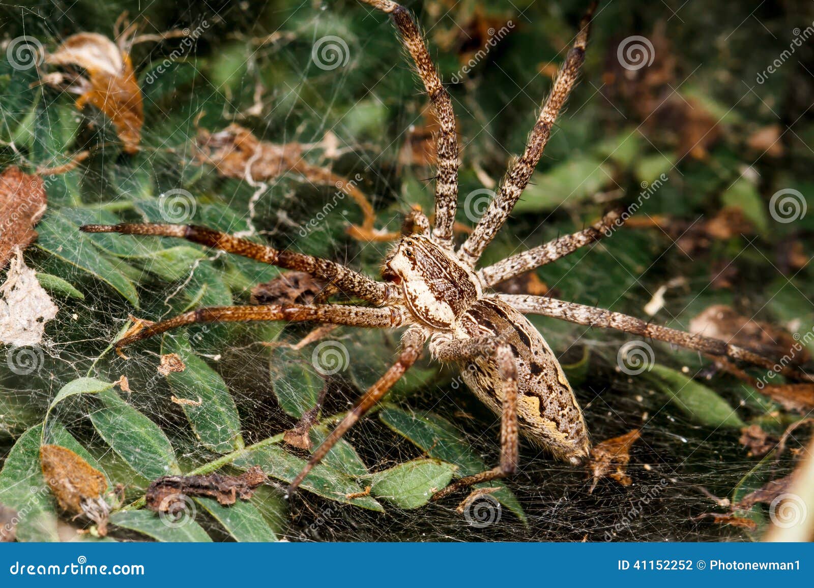 Wolf Spider is Resting on the Net Stock Photo - Image of arthropod ...