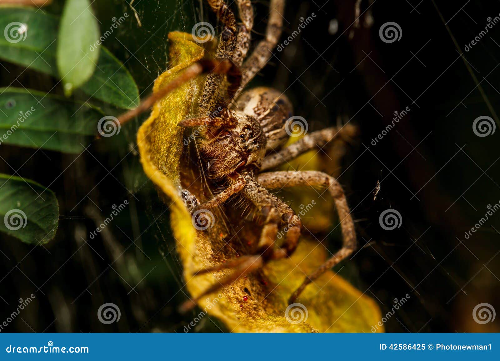 Wolf Spider is Resting on the Net Stock Image - Image of biology ...