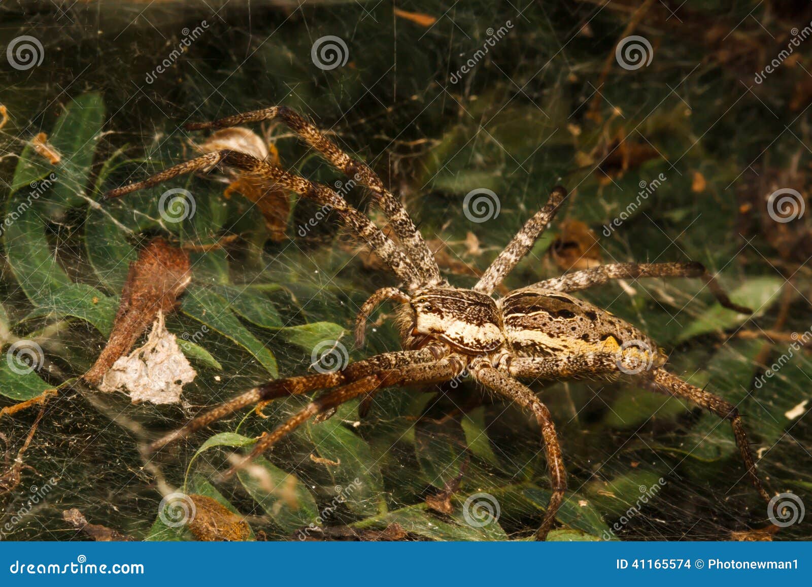 Wolf Spider is Resting on the Net Stock Photo - Image of closeup ...