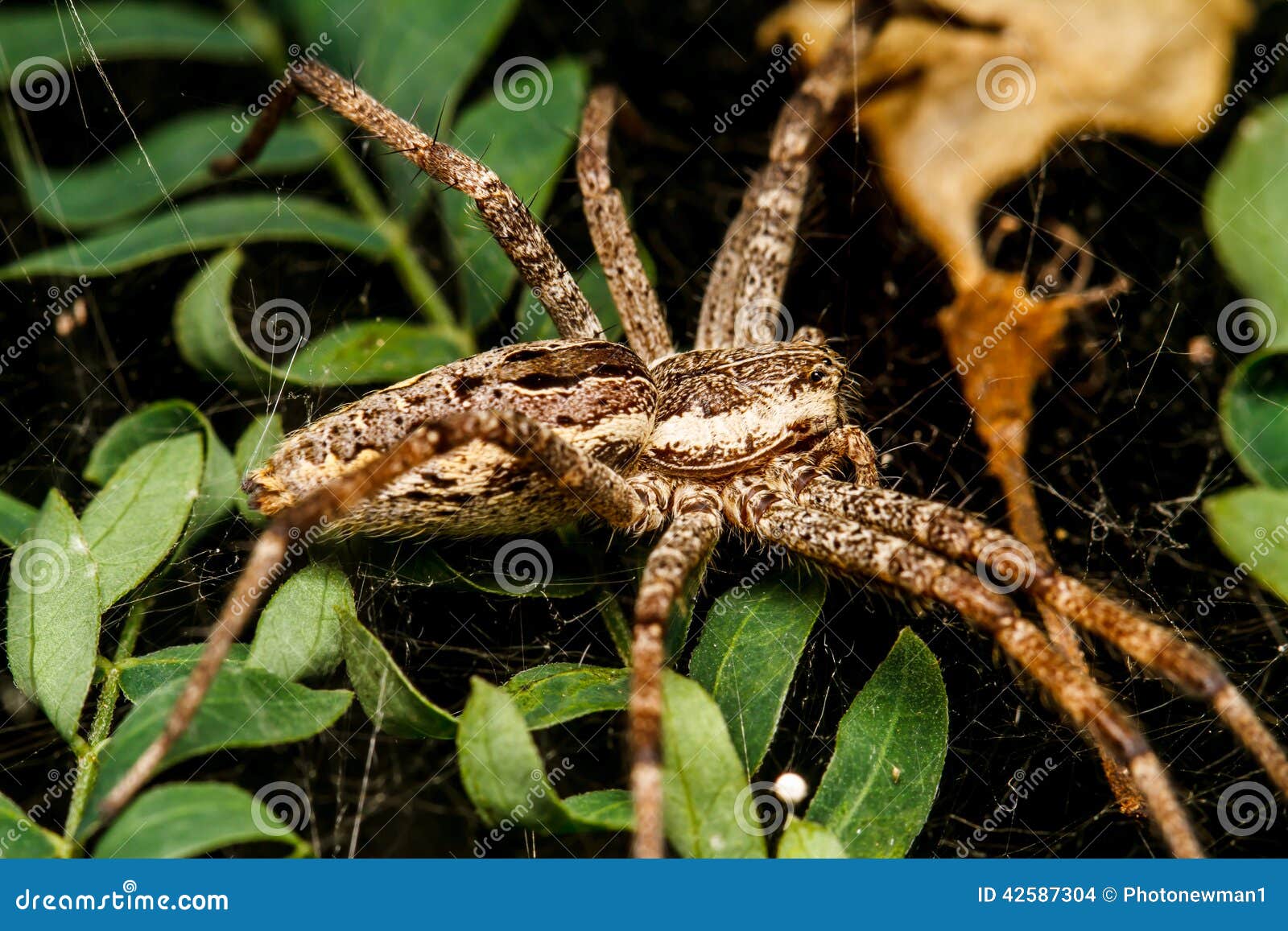 Wolf Spider is Resting on the Net Stock Photo - Image of outdoor ...