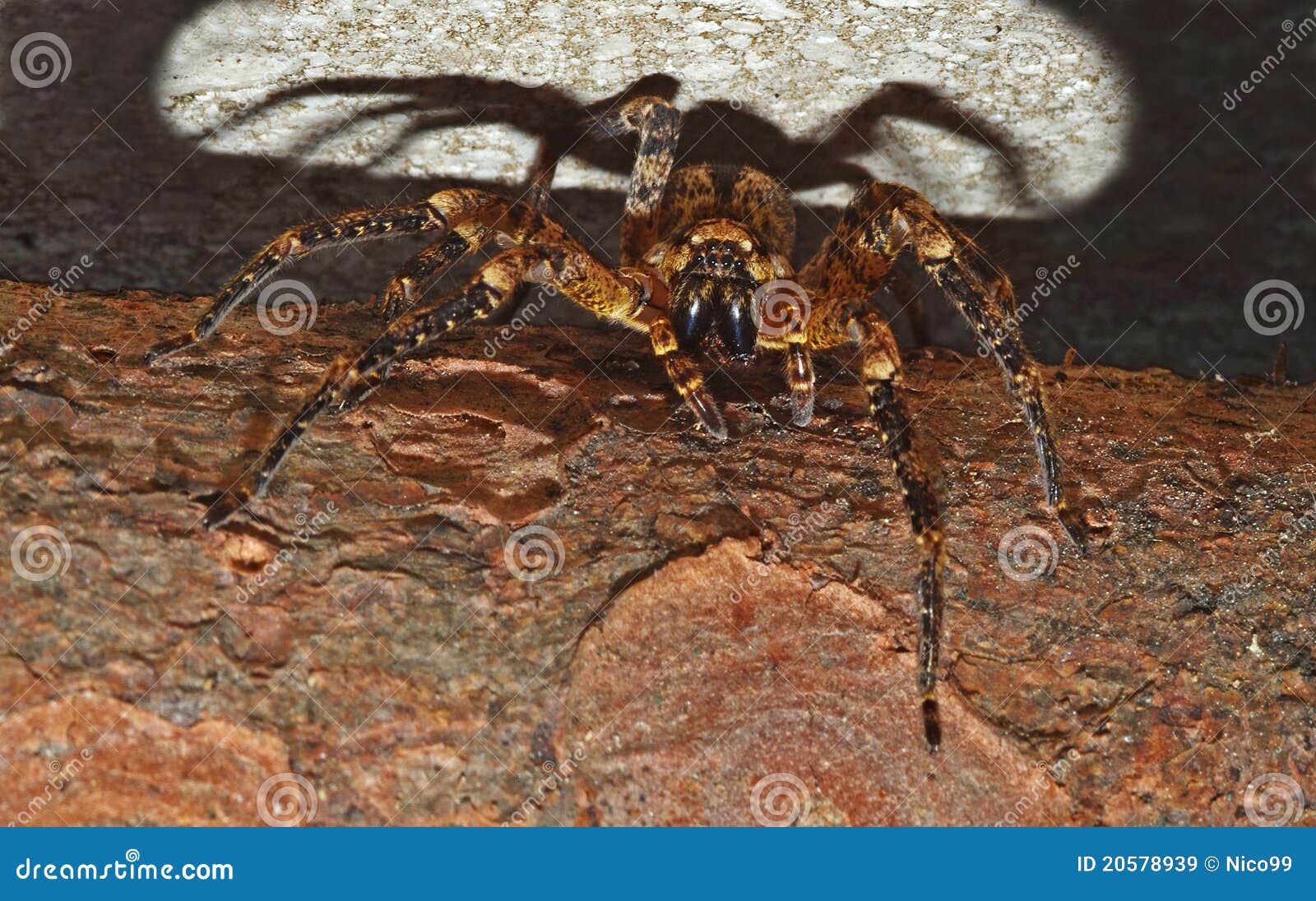 Wolf spider shadow stock image. Image of lethal, space - 20578939