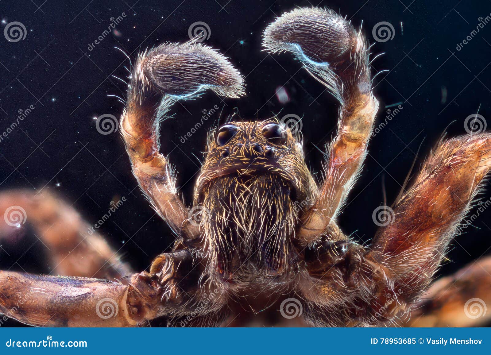 Wolf spider in space stock image. Image of closeup, brown - 78953685