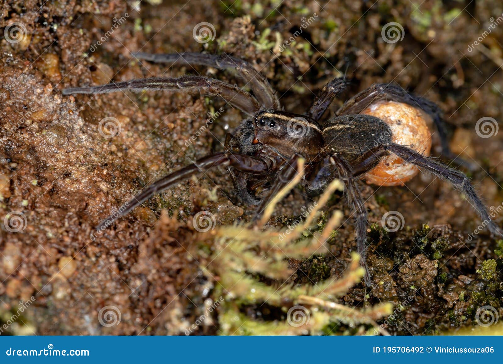 Wolf Spider stock photo. Image of creepy, europe, eyes - 195706492