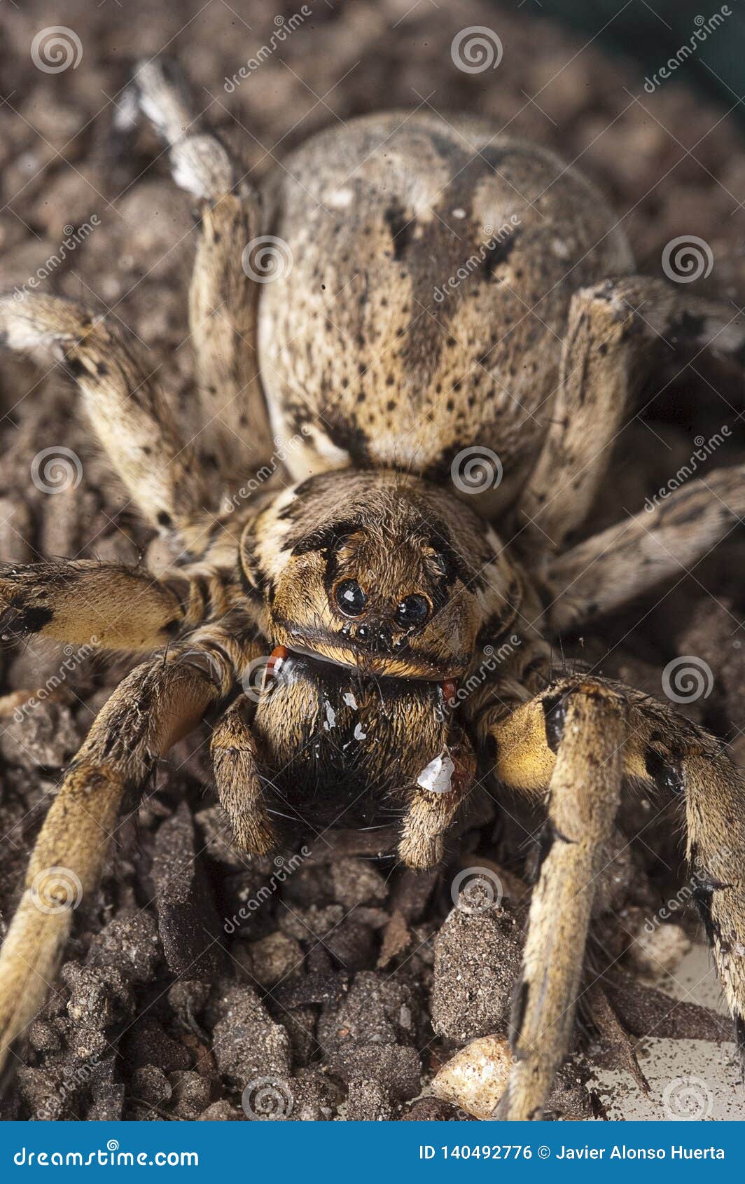 Wolf Spider Species,Lycosa Tarantula Stock Photo - Image of aggressive ...