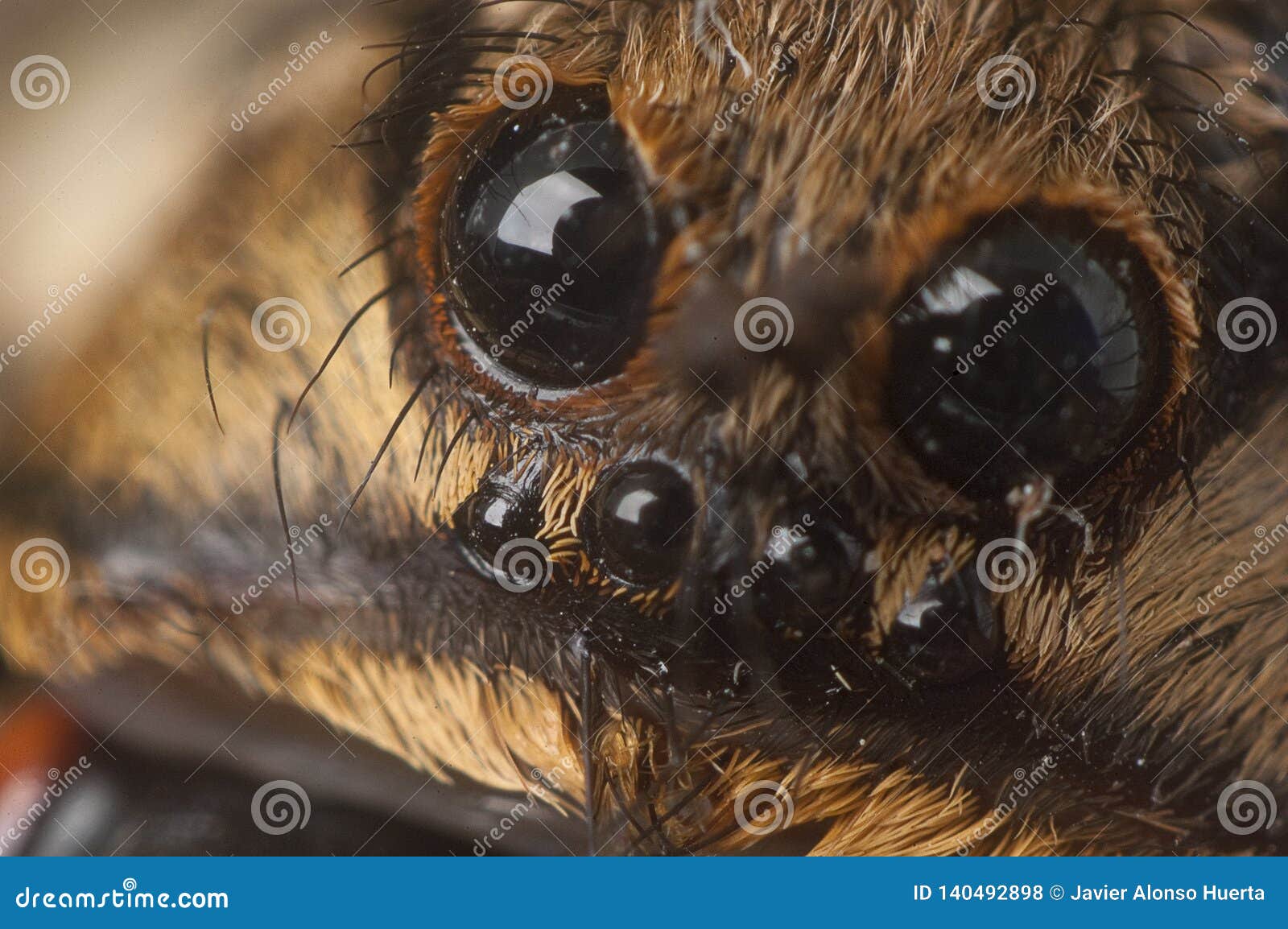 Wolf Spider Species,Lycosa Tarantula Stock Photo - Image of brown ...