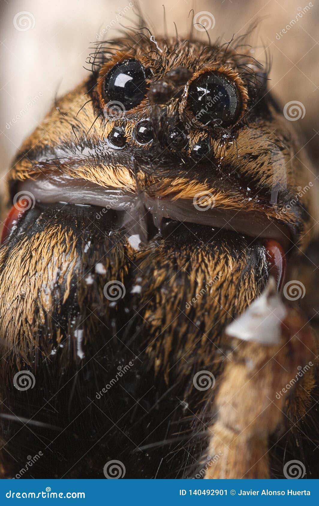 Wolf Spider Species,Lycosa Tarantula Stock Image - Image of naturaleza ...