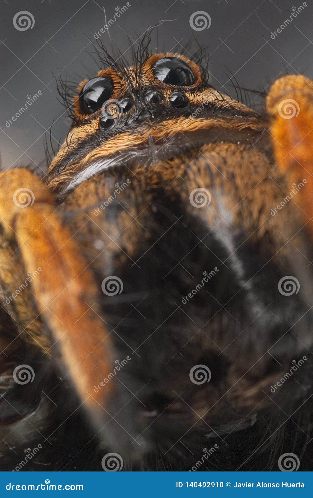 Wolf Spider Species,Lycosa Tarantula Stock Photo - Image of arthropod ...