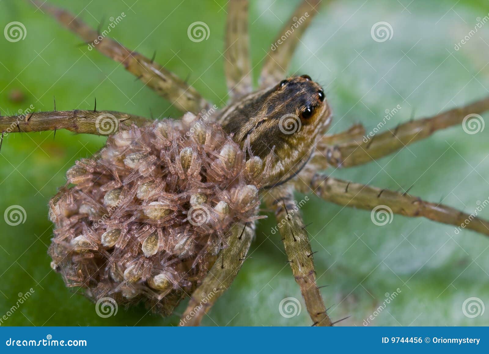Wolf Spider with Spiderlings on Its Back Stock Photo - Image of fang ...