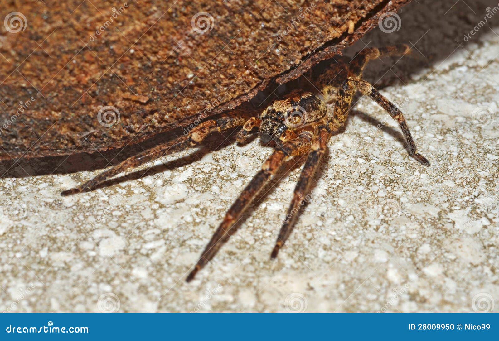 Wolf spider under a log stock photo. Image of copy, background - 28009950