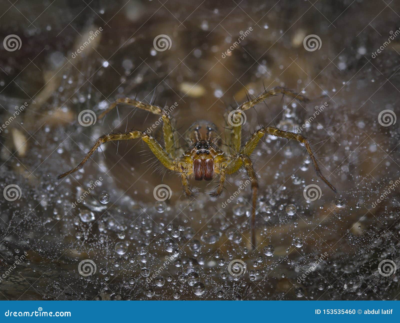 Wolf spider on the web stock photo. Image of plant, morning - 153535460